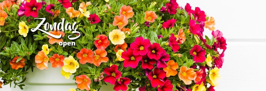 Tuincentrum te Rijswijk, bezoek GroenRijk!